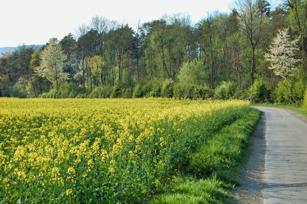 Agenda – Gemeinde Scheuren